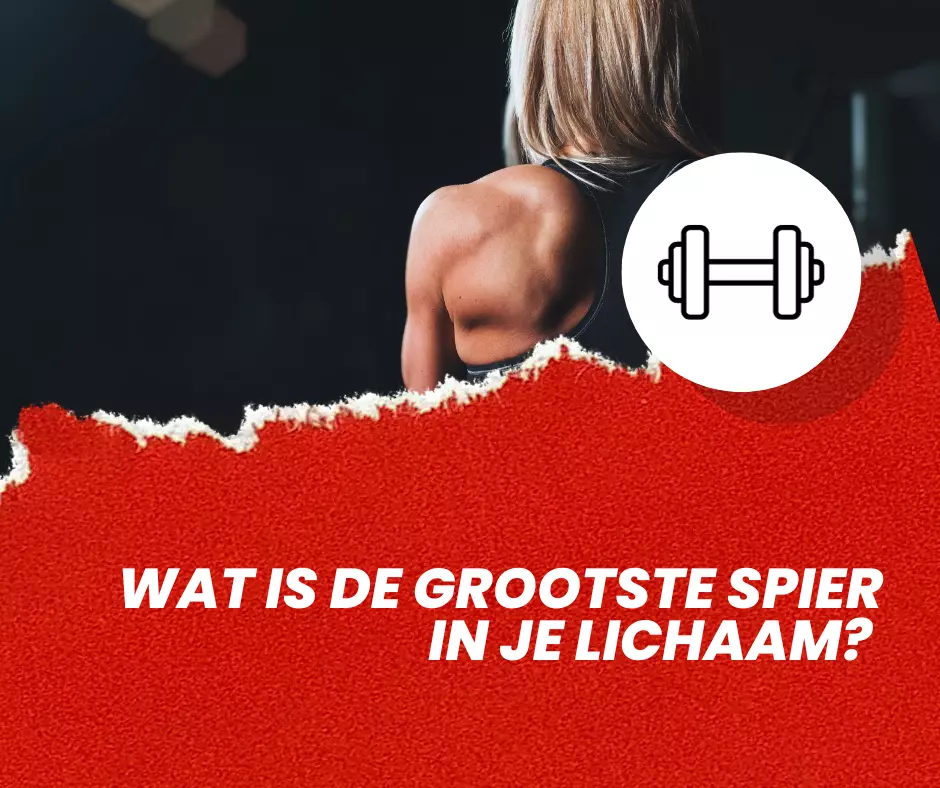 Wat is de grootste spier in je lichaam | De feiten